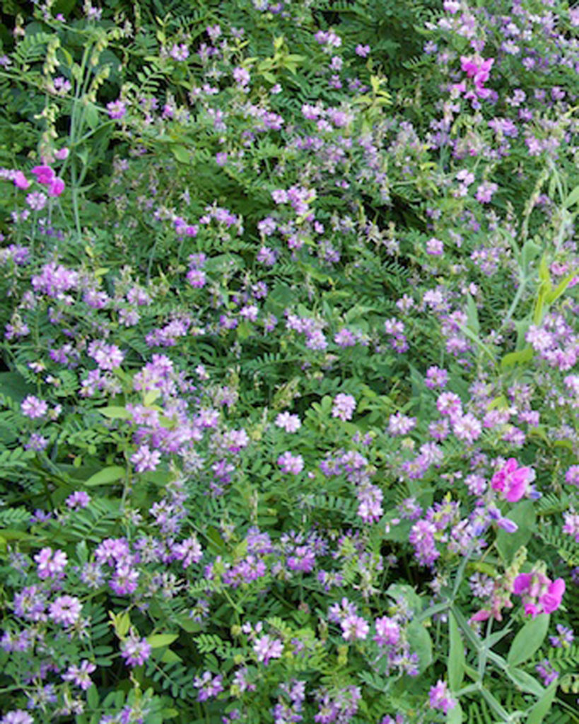 Brown's Pet Food | Pea & Vetch Inoculant: Boost Legume Crop Productivity