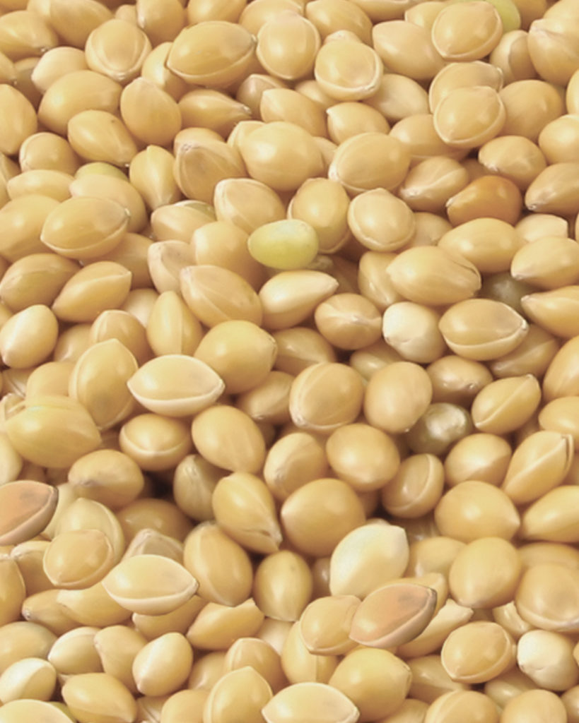 Brown's Pet Food | White Proso Millet - Bird Food