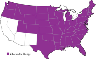 Brown's Pet Food | Popular North American Wild Birds – Chickadee