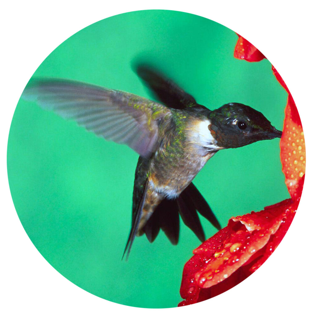 Brown's Pet Food | Popular North American Wild Birds – Hummingbird
